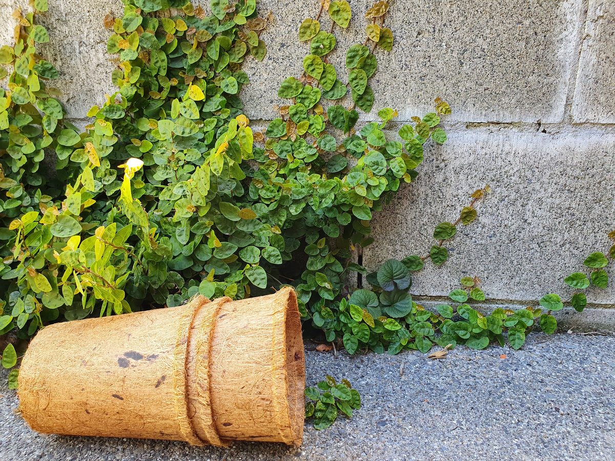 Earth Pots - 3L – Jayne Drysdale